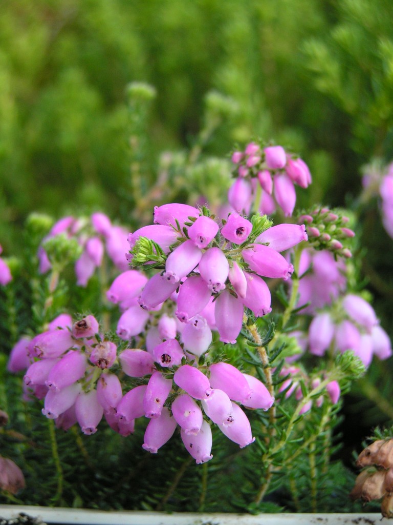 Erica hybrids - The Heather Garden